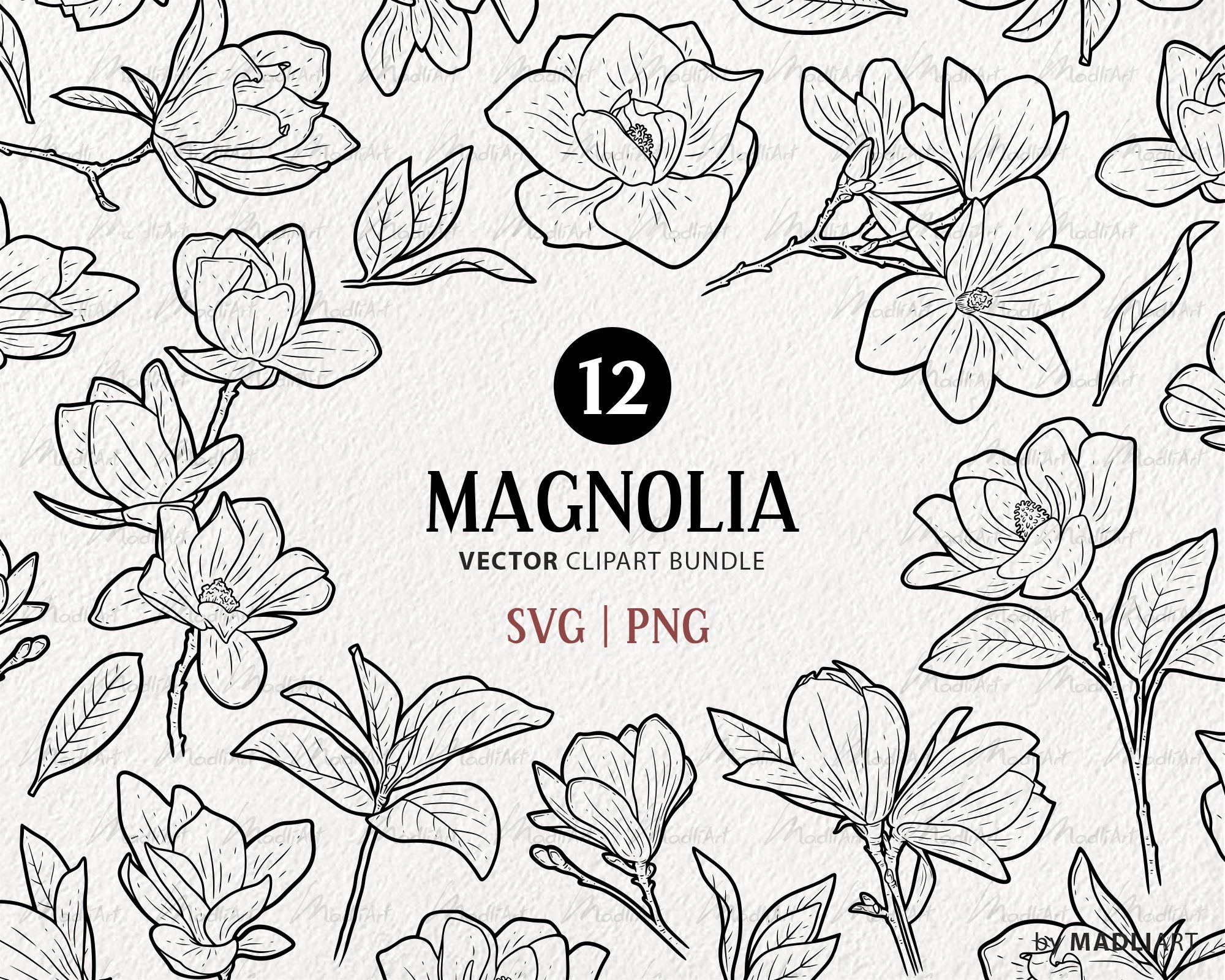 Magnolia Drawing Blossom
