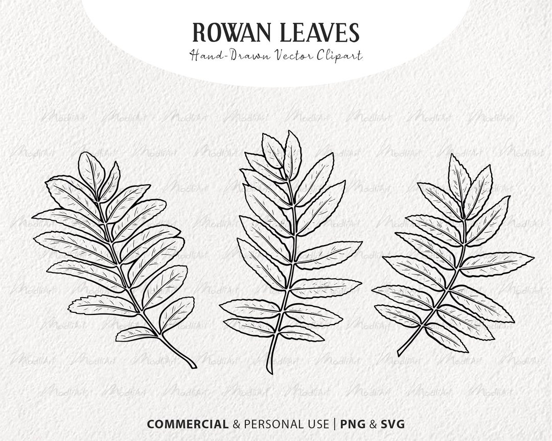 Rowan SVG Clipart Bundle. 4 Rowan Leaves Vector Elements. Fall Leaf ...