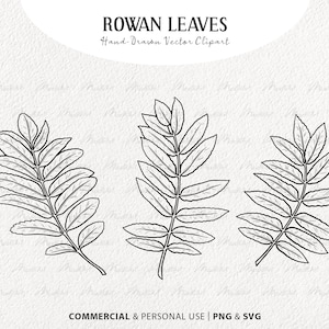 Rowan SVG Clipart Bundle. 4 Rowan Leaves Vector Elements. Fall Leaf ...