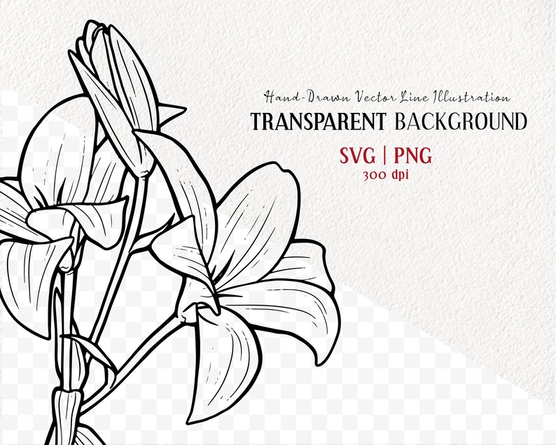 Lily Flower Vector Clipart Bundle. Spring Flower SVG Outline. - Etsy