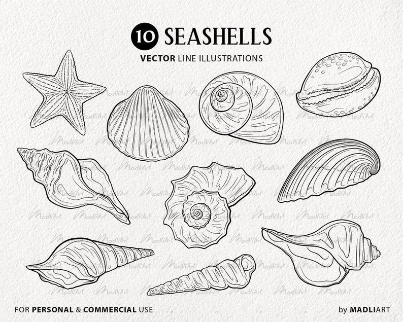 Seashell SVG Clipart Bundle. 10 Ocean Themed Vector Line Drawings ...