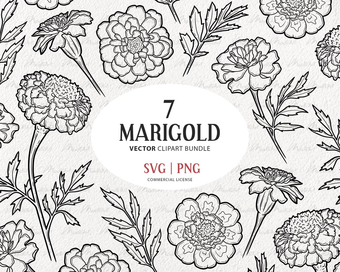 7 Marigold Flower SVG Clipart Bundle. Spring Blossoms. Flower - Etsy