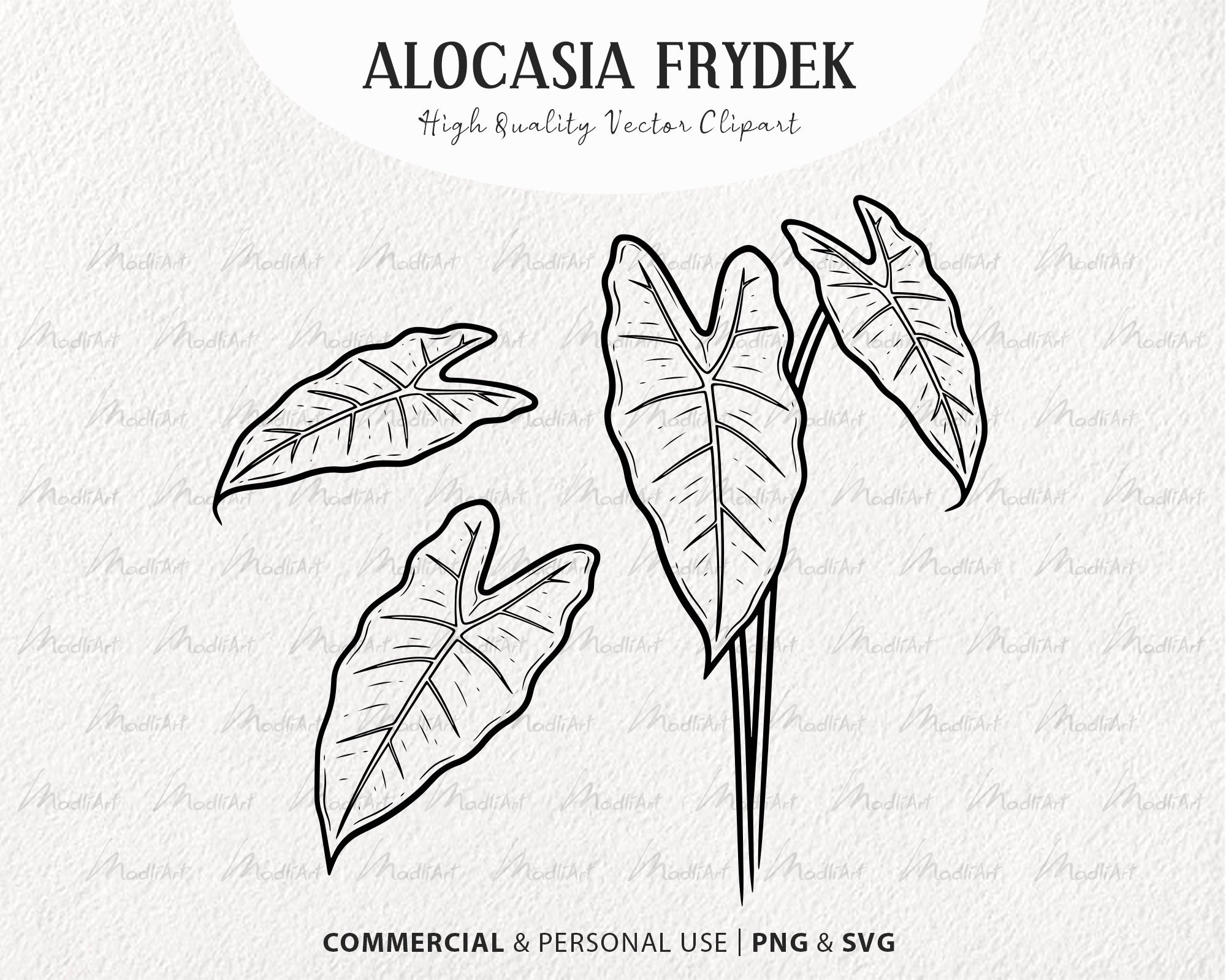 3 Tropical Alocasia Frydek Leaves Clipart Set. Jungle Plant Vector Art ...