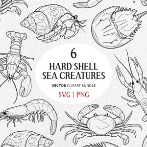 Hard Shell Sea Creatures Clipart Bundle. Marine Animals Vector - Etsy