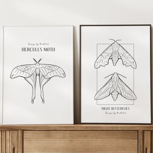 Hercules Moth SVG Clip Art. Hand Drawn Butterfly Vector Line Drawing ...