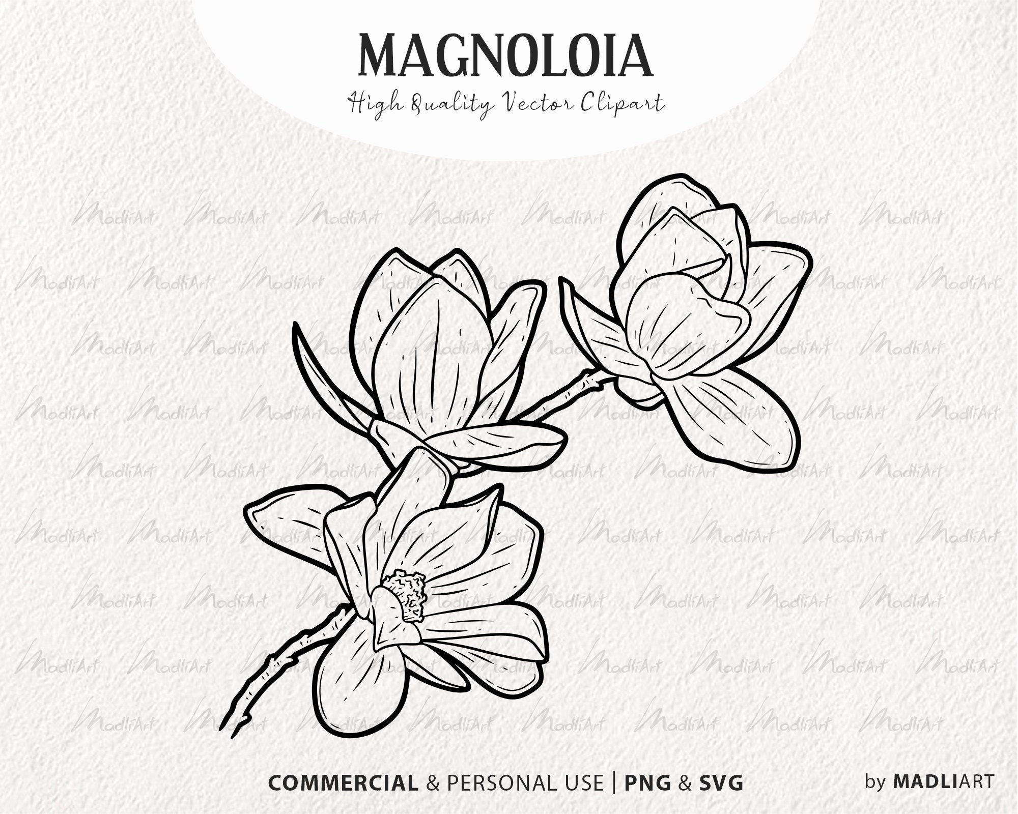 Magnolia Drawing Blossom