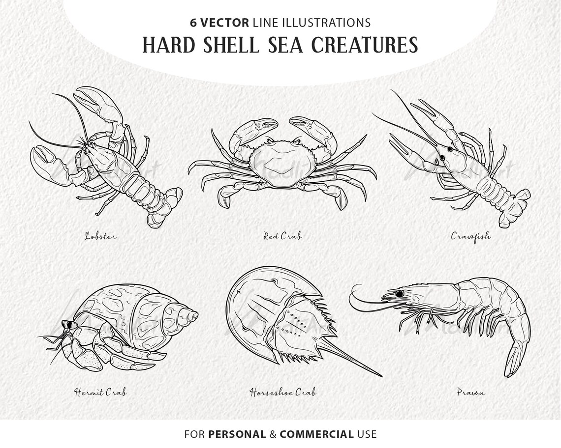 Hard Shell Sea Creatures Clipart Bundle. Marine Animals Vector - Etsy