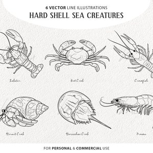 Hard Shell Sea Creatures Clipart Bundle. Marine Animals Vector - Etsy