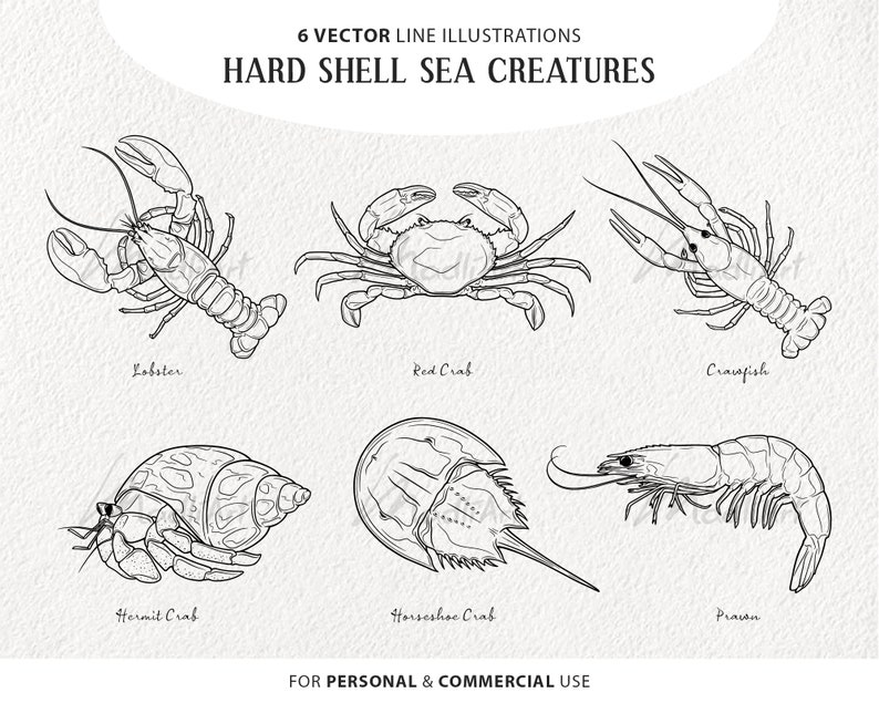 Hard Shell Sea Creatures Clipart Bundle. Marine Animals Vector - Etsy