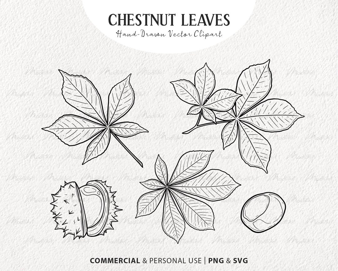 Chestnut SVG Clipart Bundle. 5 Chestnut Vector Leaves. Fall Leaves Line ...