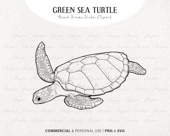 Green Sea Turtle Vector Clip Art. Sea Animal Artwork. - Etsy