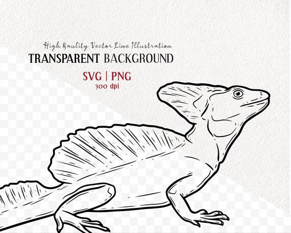 Green Basilisk Lizard Drawing