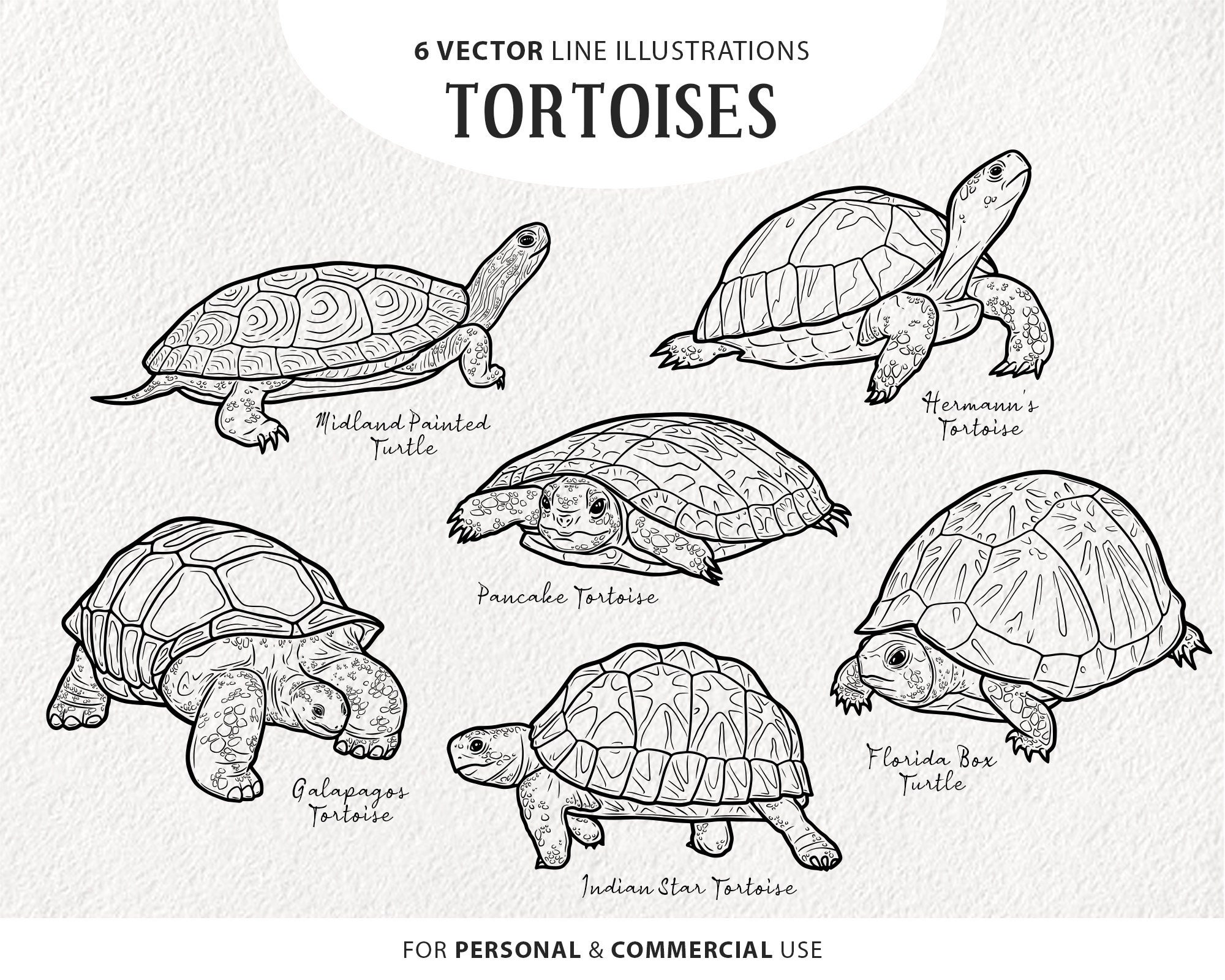 6 Tortoise SVG Clipart Bundle. Land Turtle Vector Artwork Set. - Etsy