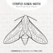 Striped Hawk-moth SVG Clipart. Night Butterfly Vector Drawing ...