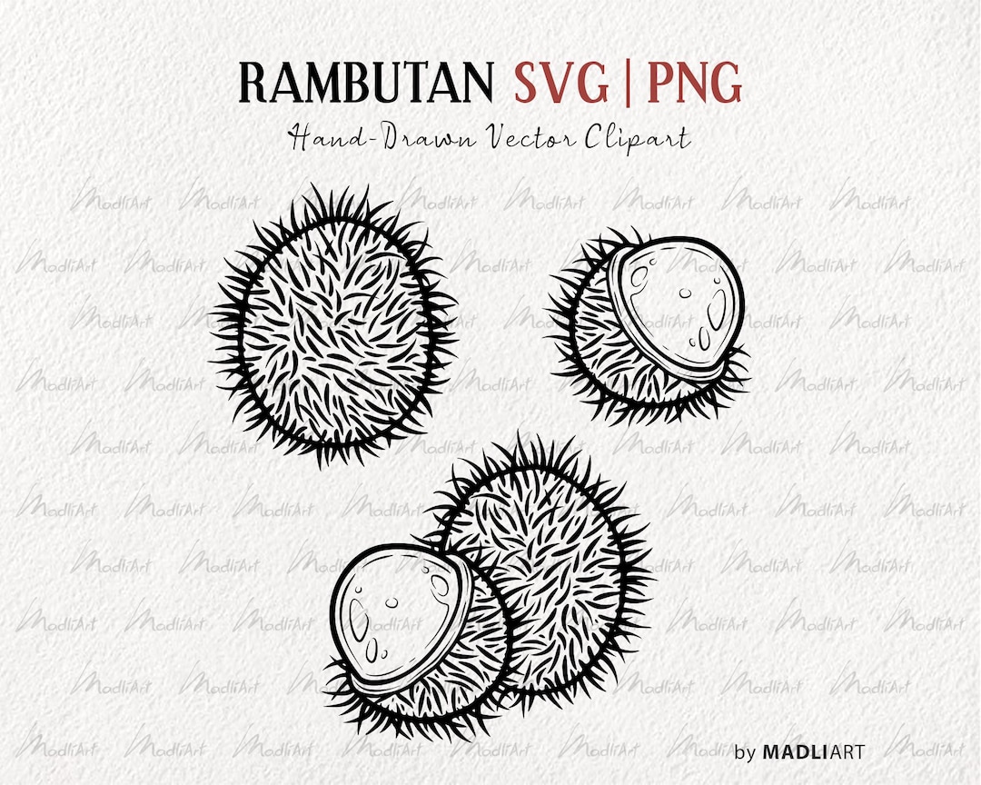 Rambutan SVG Clipart. 3 Rambutan Vector Line Drawings. Tropical Fruit ...