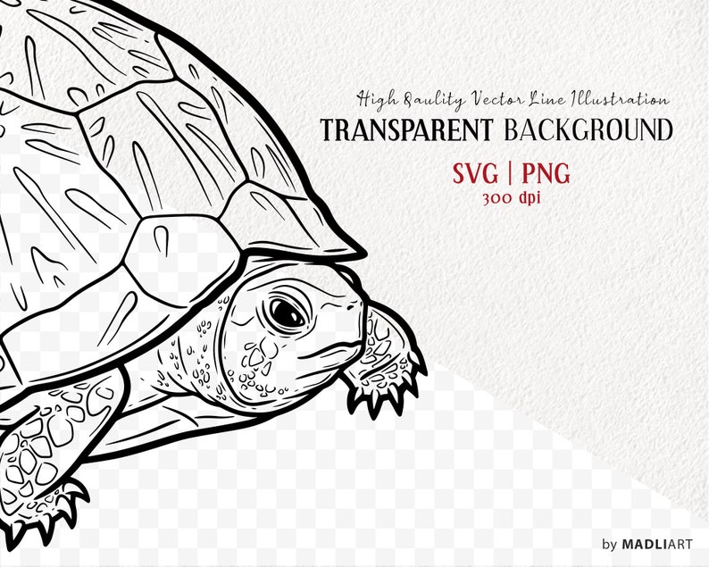 Florida Box Turtle SVG Clipart. Land Tortoise Vector Artwork. Cute ...