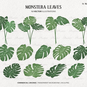 Monstera Leaf SVG Clipart Bundle. 13 Tropical Leaves. Botanical Vector ...