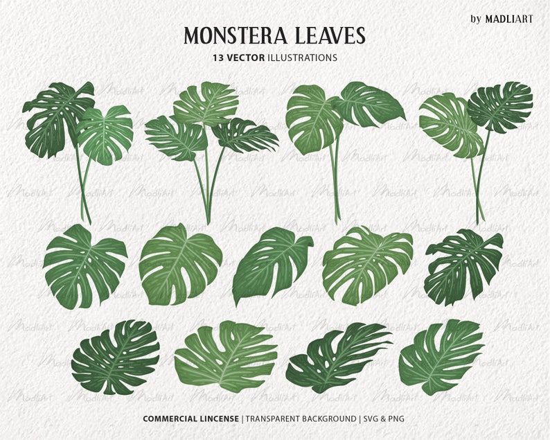 Monstera Leaf SVG Clipart Bundle. 13 Tropical Leaves. Botanical Vector ...