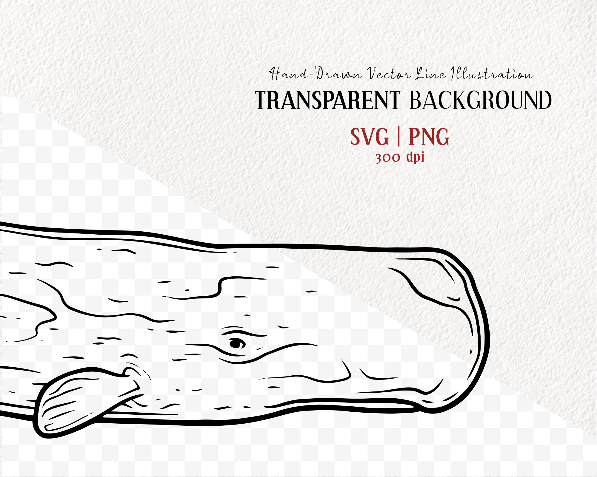 Potvis Vector Potvis Stock Illustratie. Illustration Of Walvissen,