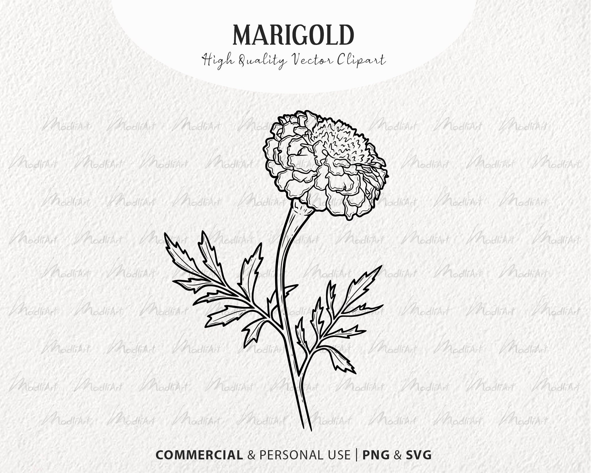 Marigold Flower Drawing