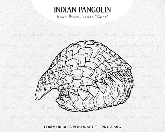 Indian Pangolin Vector Clip Art. Endangered Animal Artwork. - Etsy India