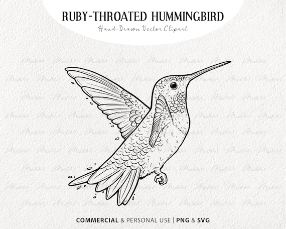 Ruby-throated Hummingbird Vector Clipart. Digital Printable - Etsy
