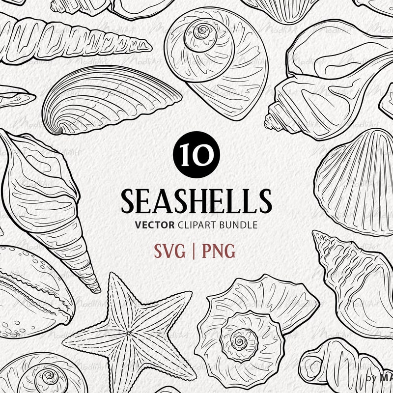 Seashells Svg - Etsy