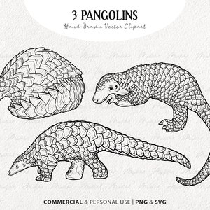 Pangolin Vector Clipart. Digital Endangered Animal Artwork ...