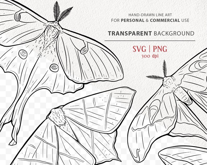 Moth Vector Clip Art Bundle. 8 Celestial Butterfly Stamps. - Etsy