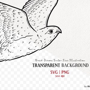 Coopers Hawk SVG Clipart Bundle. Eagle Vector Line Drawings. Bird of ...