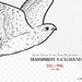 Coopers Hawk SVG Clipart Bundle. Eagle Vector Line Drawings. Bird of ...