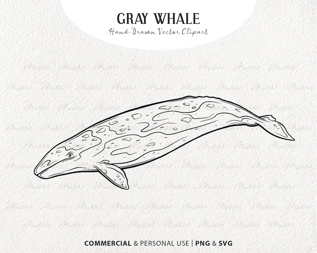 Gray Whale SVG Clipart. Whale Vector Drawing. Sea Animal Line Art ...