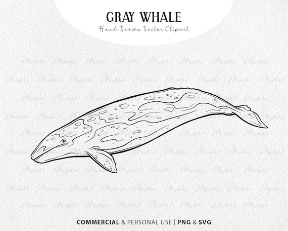 Gray Whale Clip Art