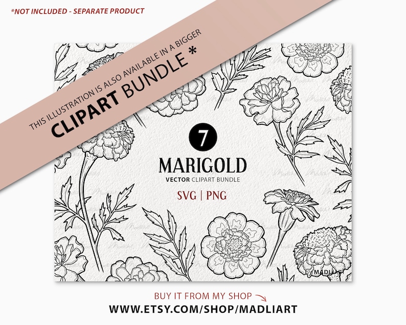 Marigold SVG Clipart. Spring Marigold Vector Blossom. Flower Stalk Line ...