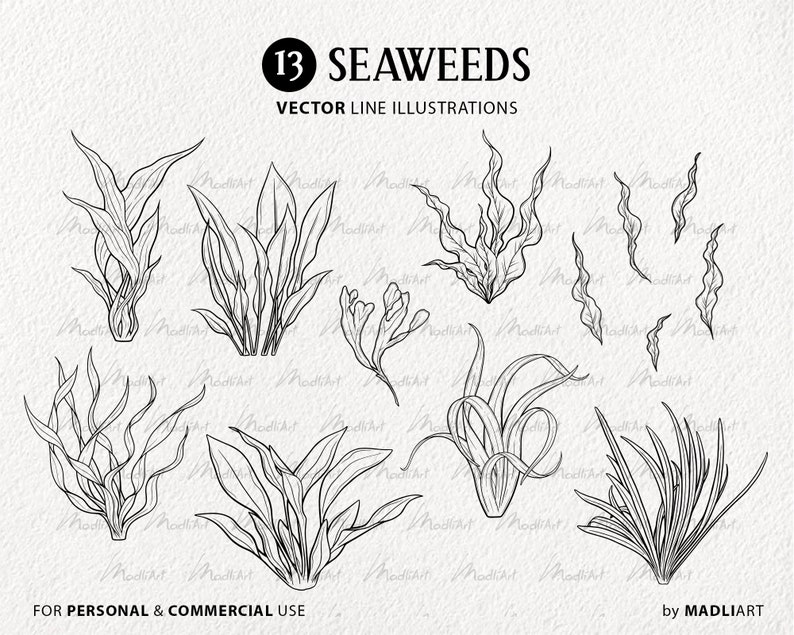 13 Seaweeds Clipart Bundle. Ocean Plants Vector Artwork. Underwater ...