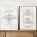 Striped Hawk-moth SVG Clipart. Night Butterfly Vector Drawing ...