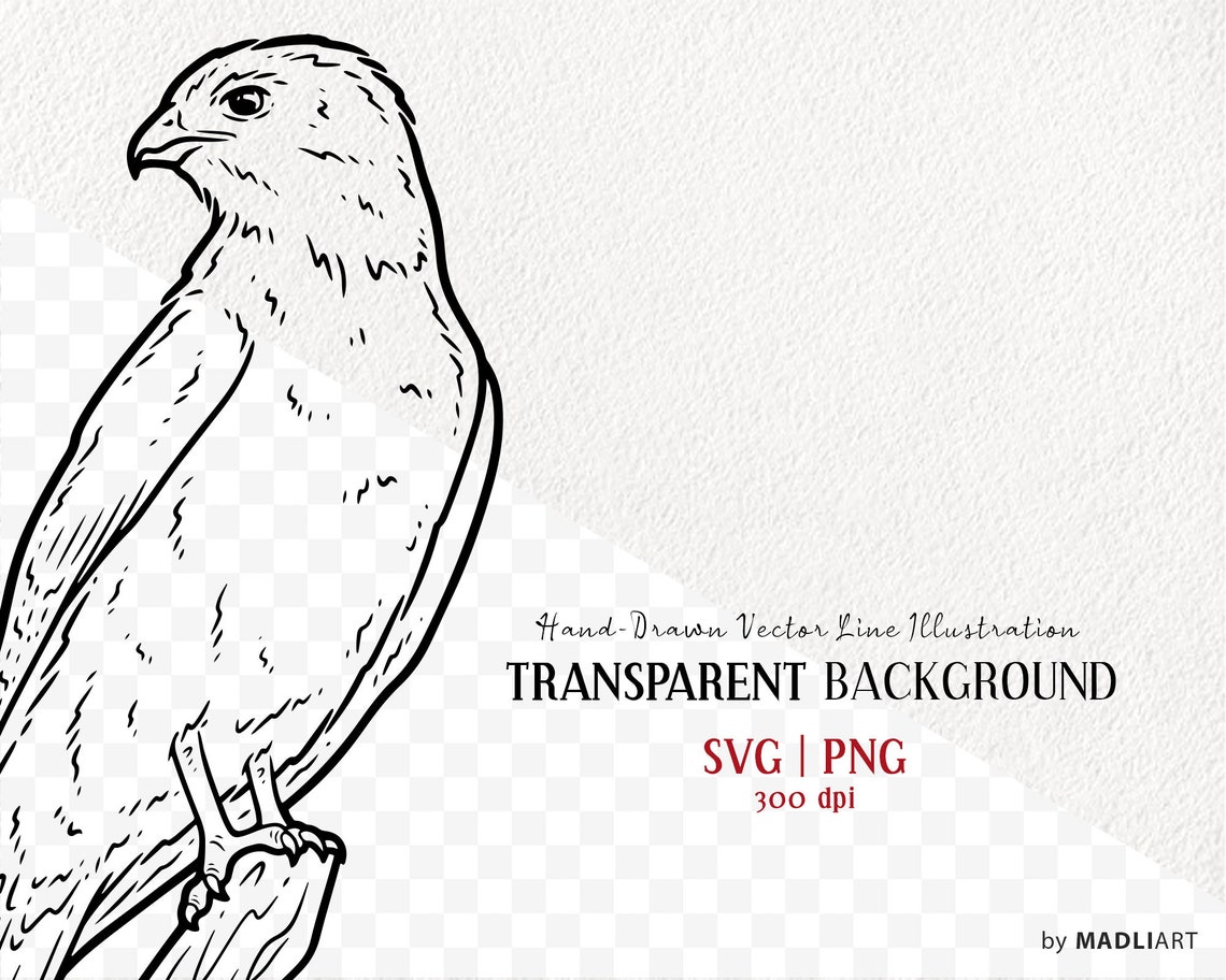 Coopers Hawk SVG Clipart Bundle. Eagle Vector Line Drawings. Bird of ...