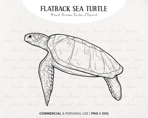 Flatback Sea Turtle Vector Clip Art. Sea Animal Artwork. - Etsy