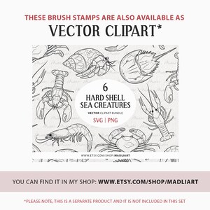 6 Procreate Hard Shell Sea Creature Stamps. Marine Animal - Etsy