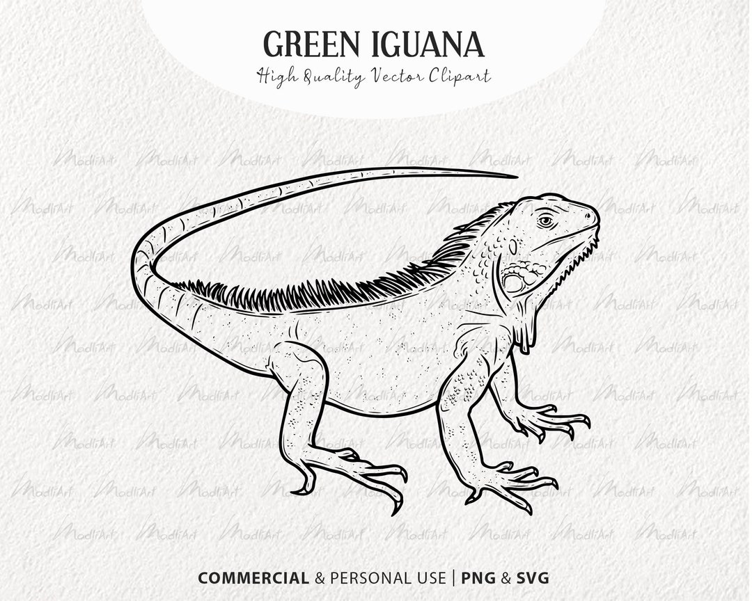 Green Iguana SVG Clipart. Tropical Lizard Vector Drawing. Dragon Line ...