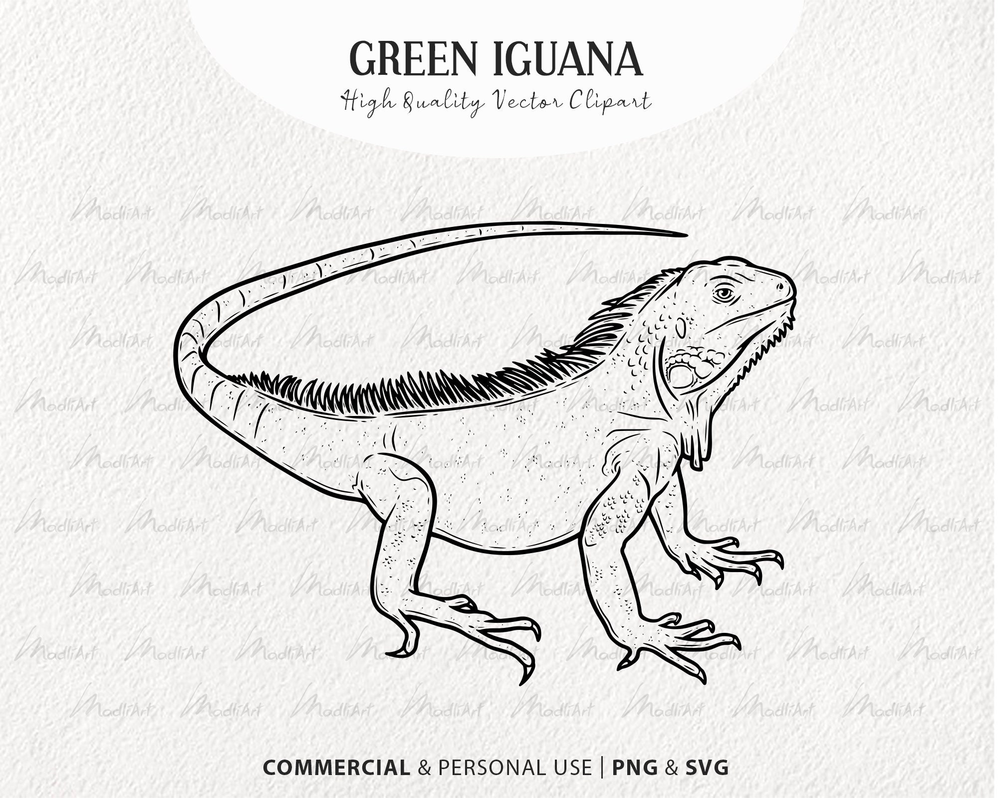 Iguana Drawing Pictures Majestic Looking Iguana. Reptile Realistic