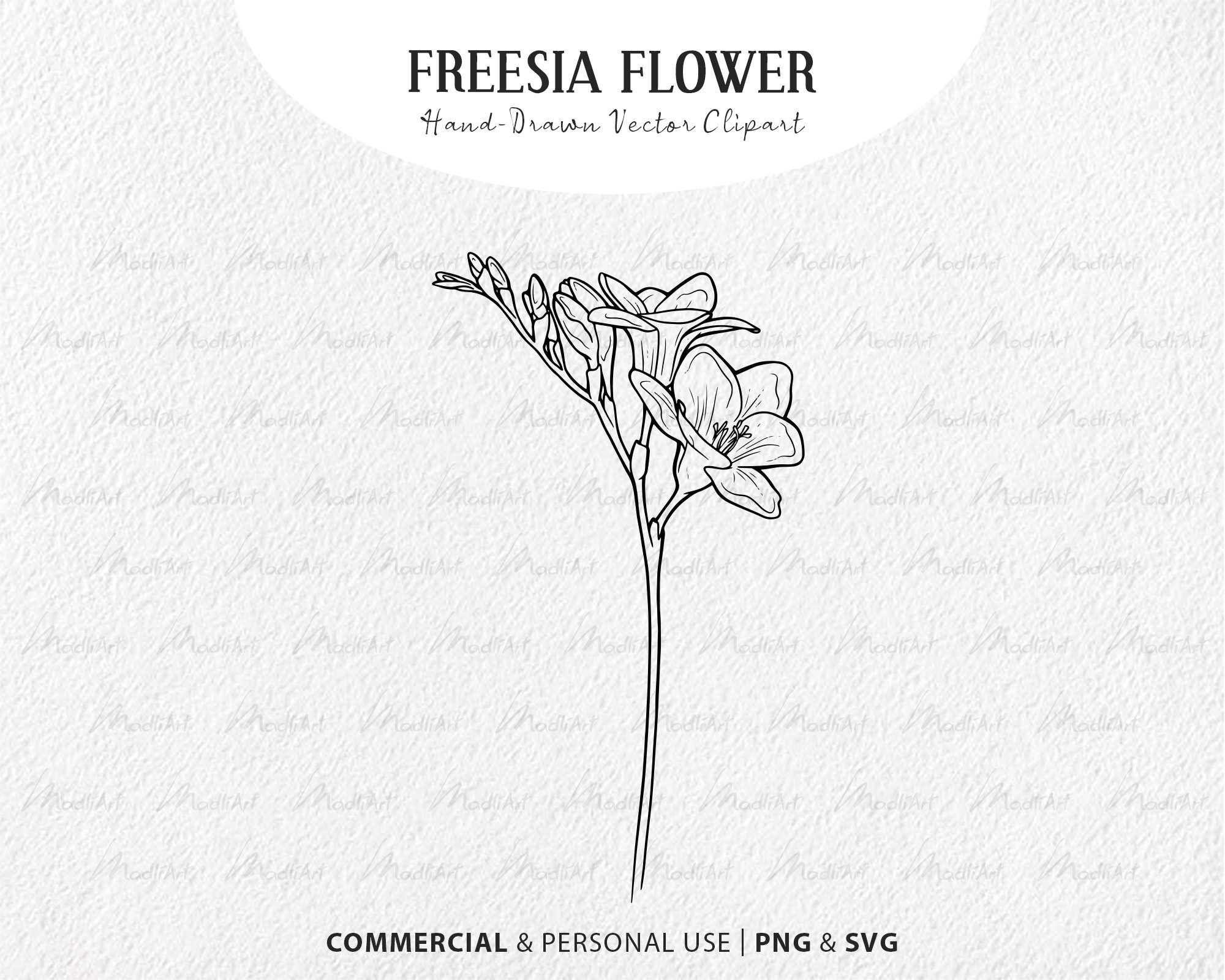 Freesia Drawing