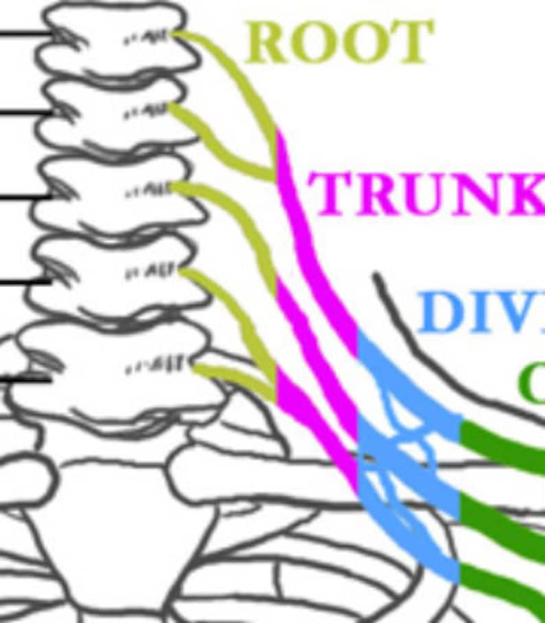 Brachial Plexus- Color Coded, Nerve Innervations, Easy to Follow! - Etsy