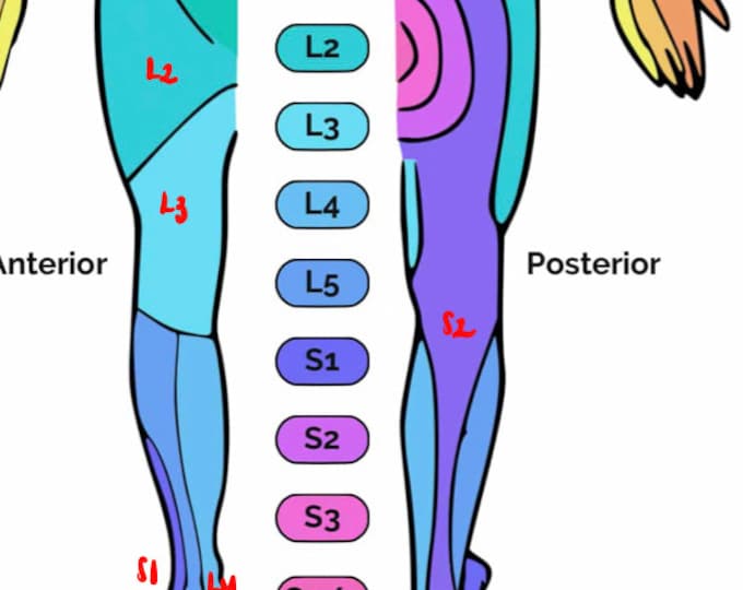 Entry Level Lower Extremity Dermatome and Myotome Testing for a PT ...