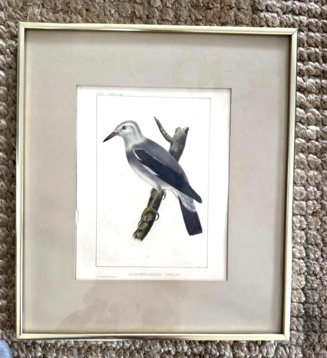 Beautiful Bird Lithography French Early 20th Century - Etsy