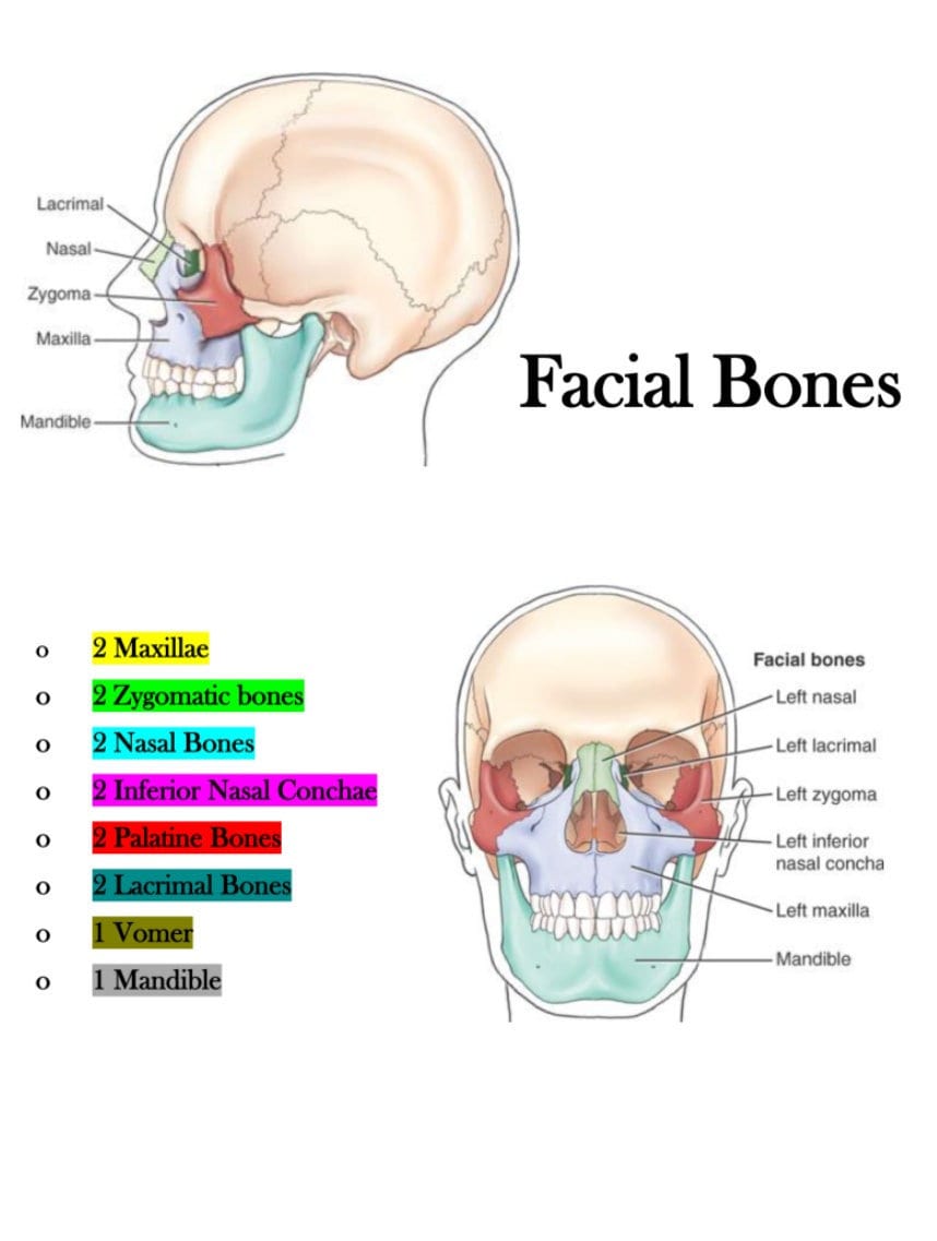 Facial Bones – List Of Names, Anatomy, Labeled Diagram, 50% OFF