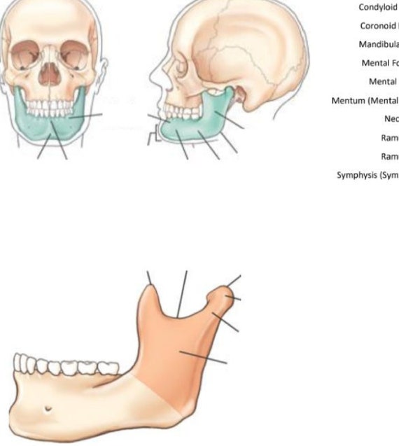 Facial Bones Labeling