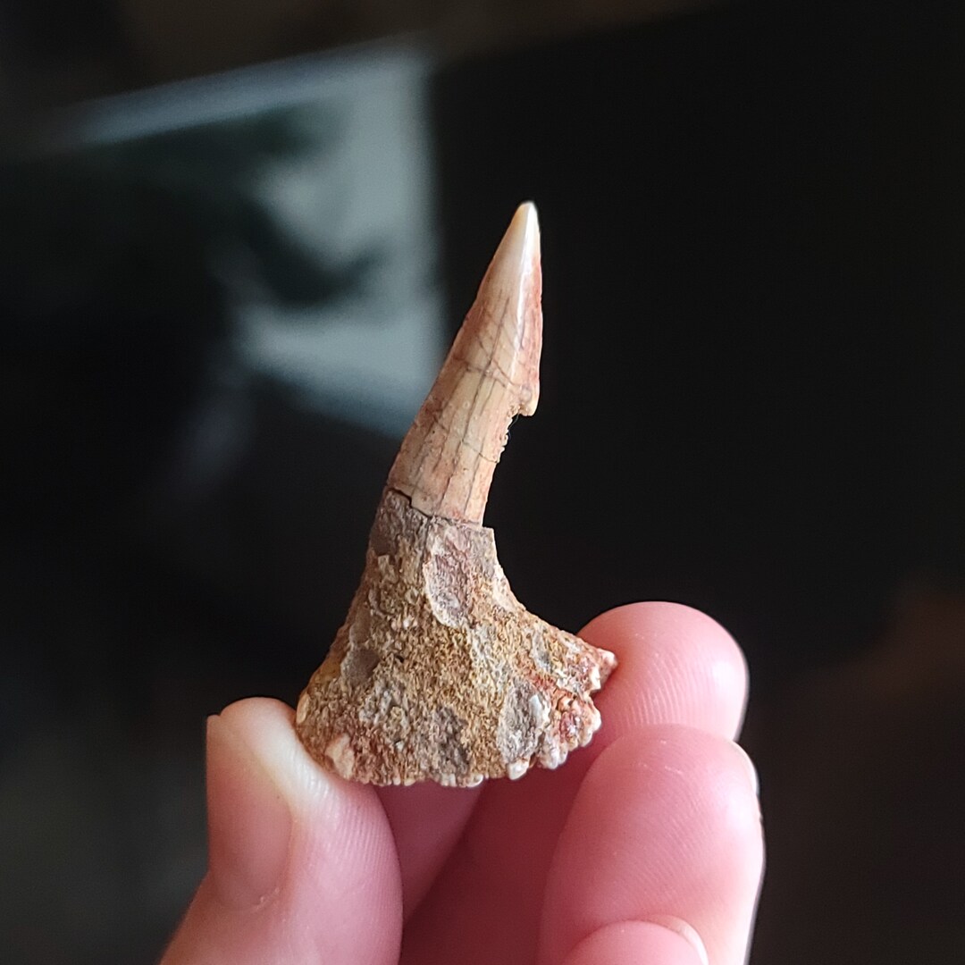 1.6 Fossil Sawfish onchopristis Rostral Barb Tooth 0.2 Oz - Etsy