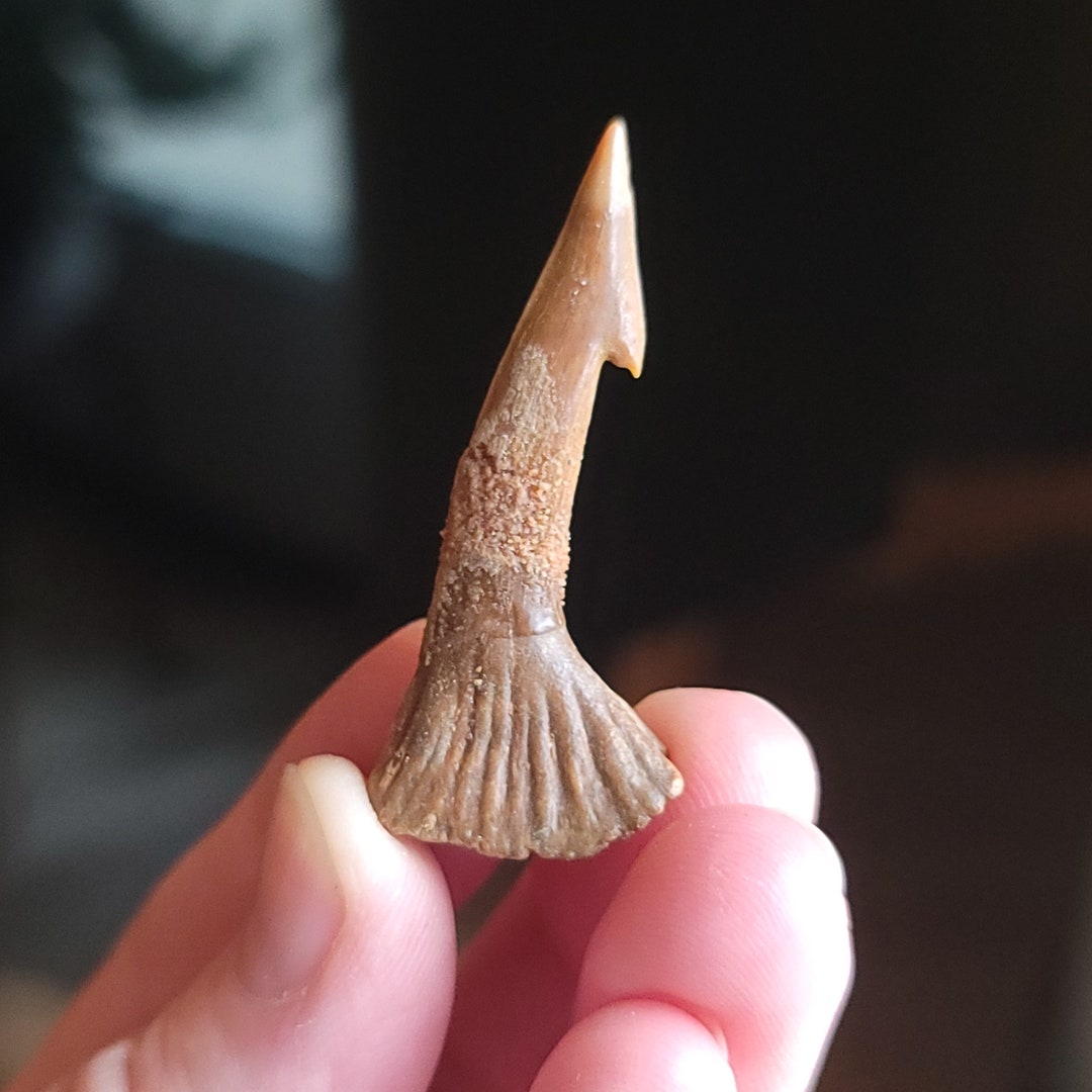 1.75 Fossil Sawfish onchopristis Rostral Barb 0.1 Oz - Etsy
