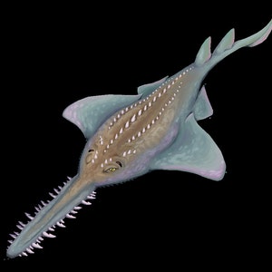 1.6 Fossil Sawfish onchopristis Rostral Barb Tooth 0.2 Oz - Etsy